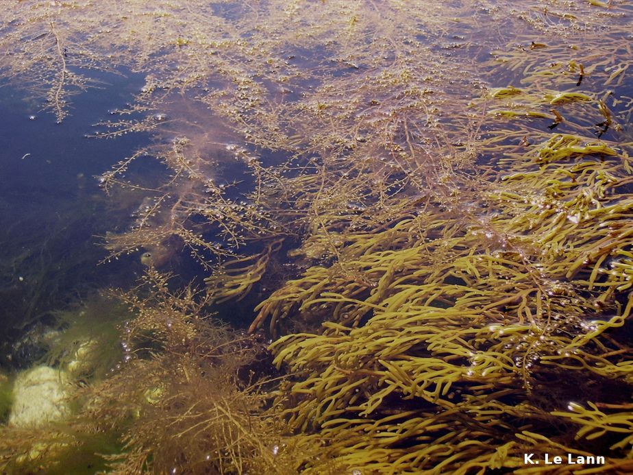 History of SPF – French Phycological Society